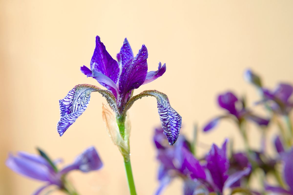 Decoding The Fleur De Lis Flower Symbol - SymbolScholar