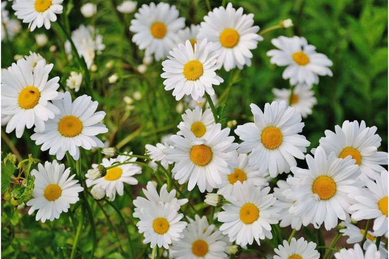Daisy Symbolism And Meaning - SymbolScholar