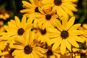 Daisy Symbolism And Meaning - SymbolScholar