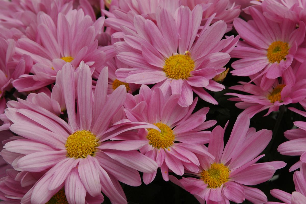 Daisy Symbolism And Meaning - SymbolScholar