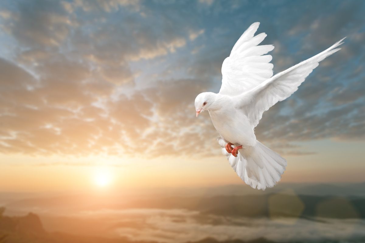 Dove Symbol And Spiritual Meaning - SymbolScholar