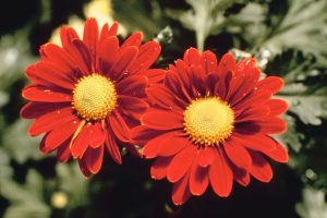 Daisy Symbolism And Meaning - SymbolScholar