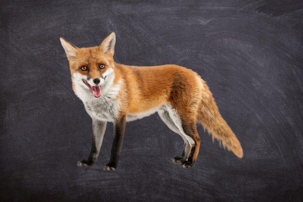 What Does The Fox Symbol Mean? - SymbolScholar