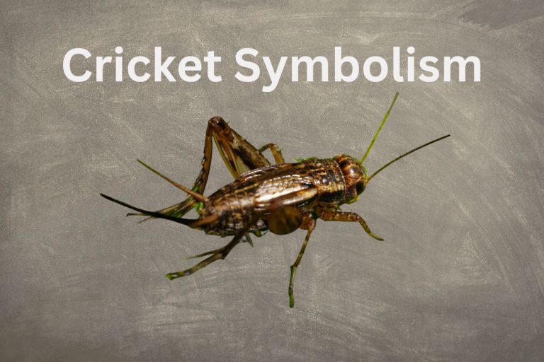 Cricket Symbolism - SymbolScholar