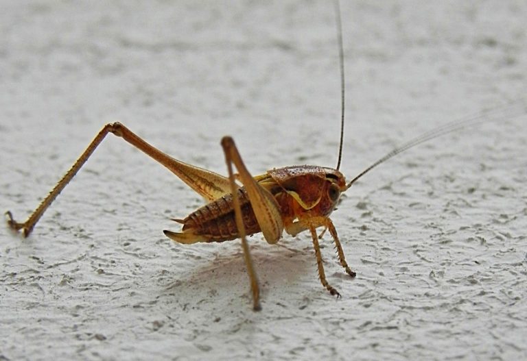 Cricket Symbolism - SymbolScholar