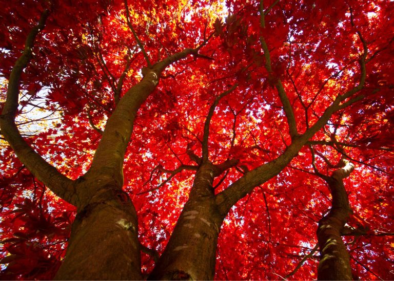 The Secrets Of Tree Symbolism - SymbolScholar