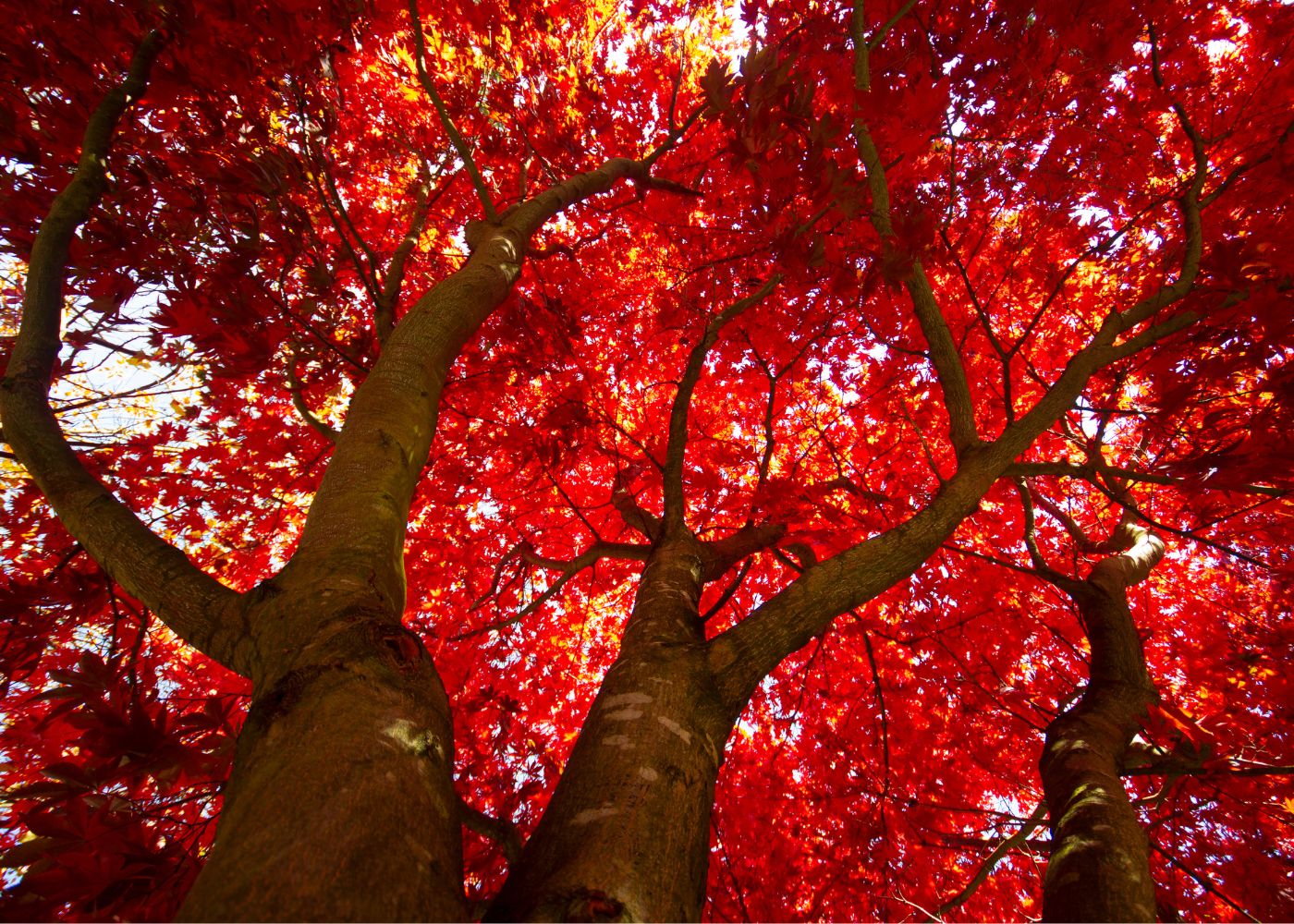 The Secrets Of Tree Symbolism - SymbolScholar