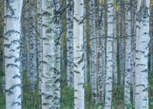 The Secrets Of Tree Symbolism - SymbolScholar