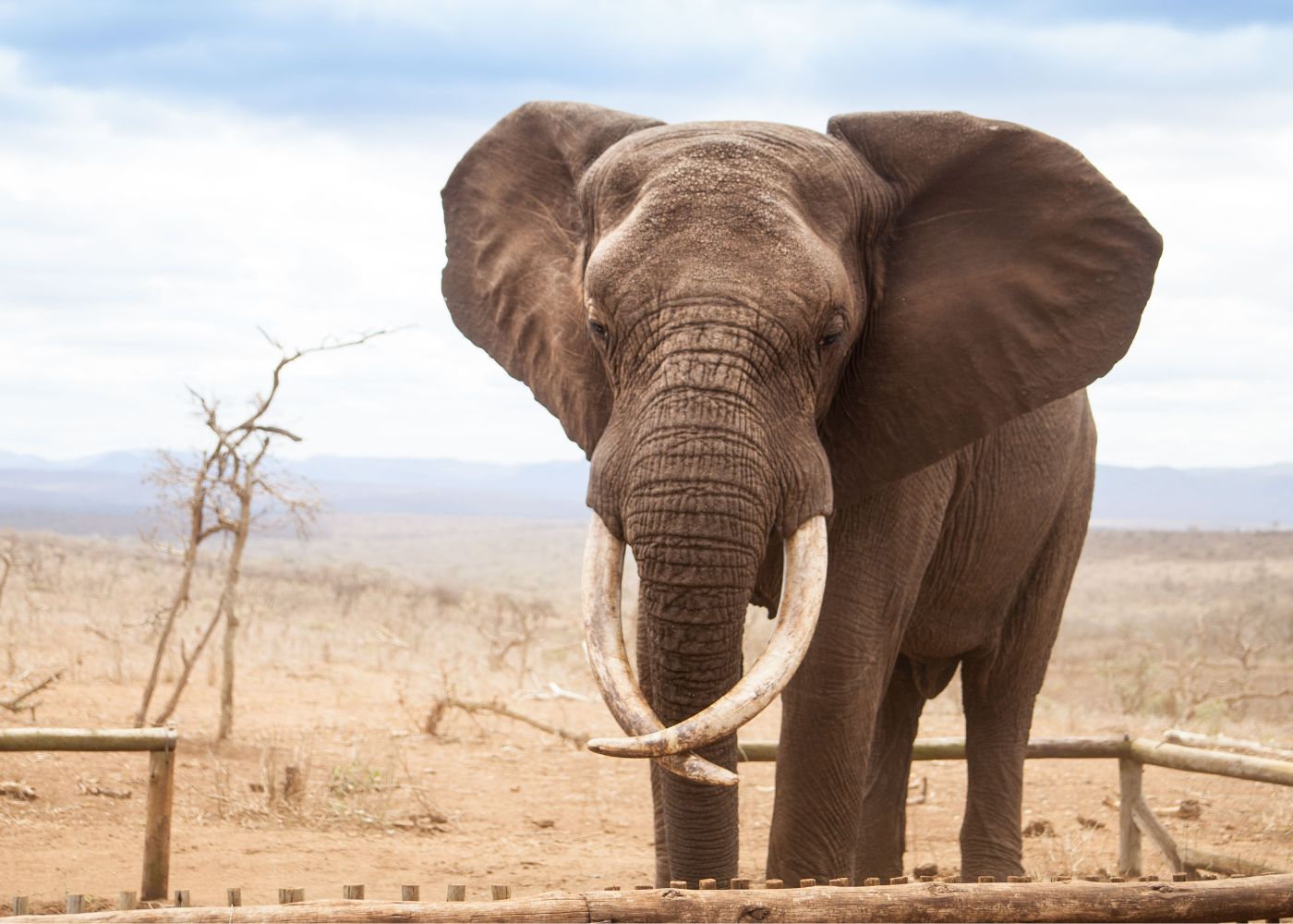 Elephant Spirit Animal Symbolism - SymbolScholar