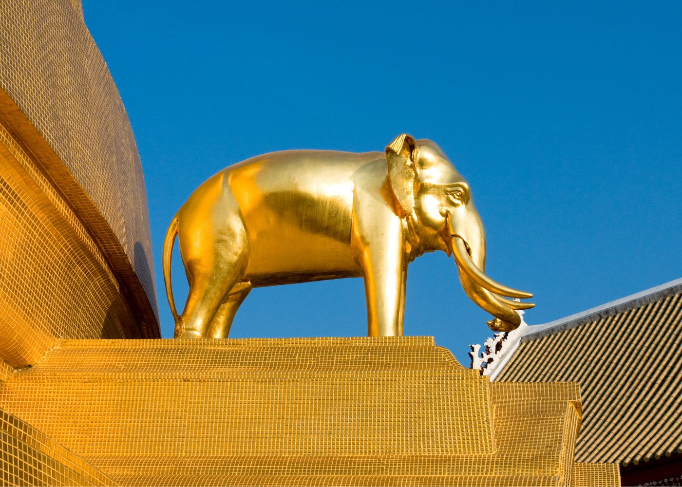 Elephant Spirit Animal Symbolism - SymbolScholar