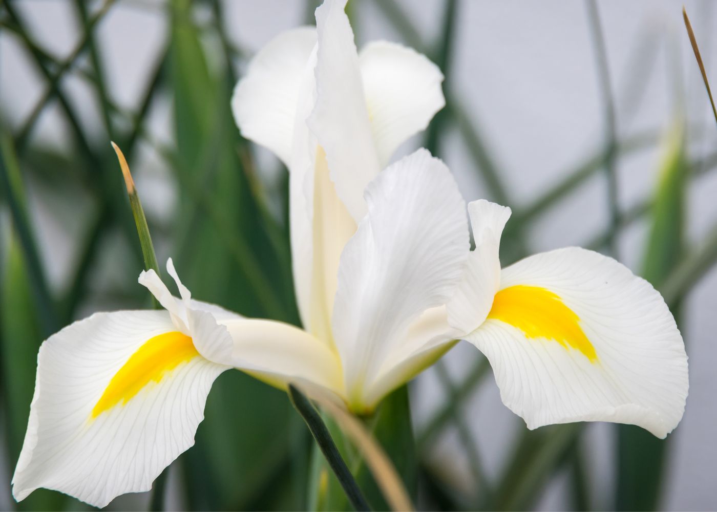 Iris Symbolism - What This Flower Means - SymbolScholar