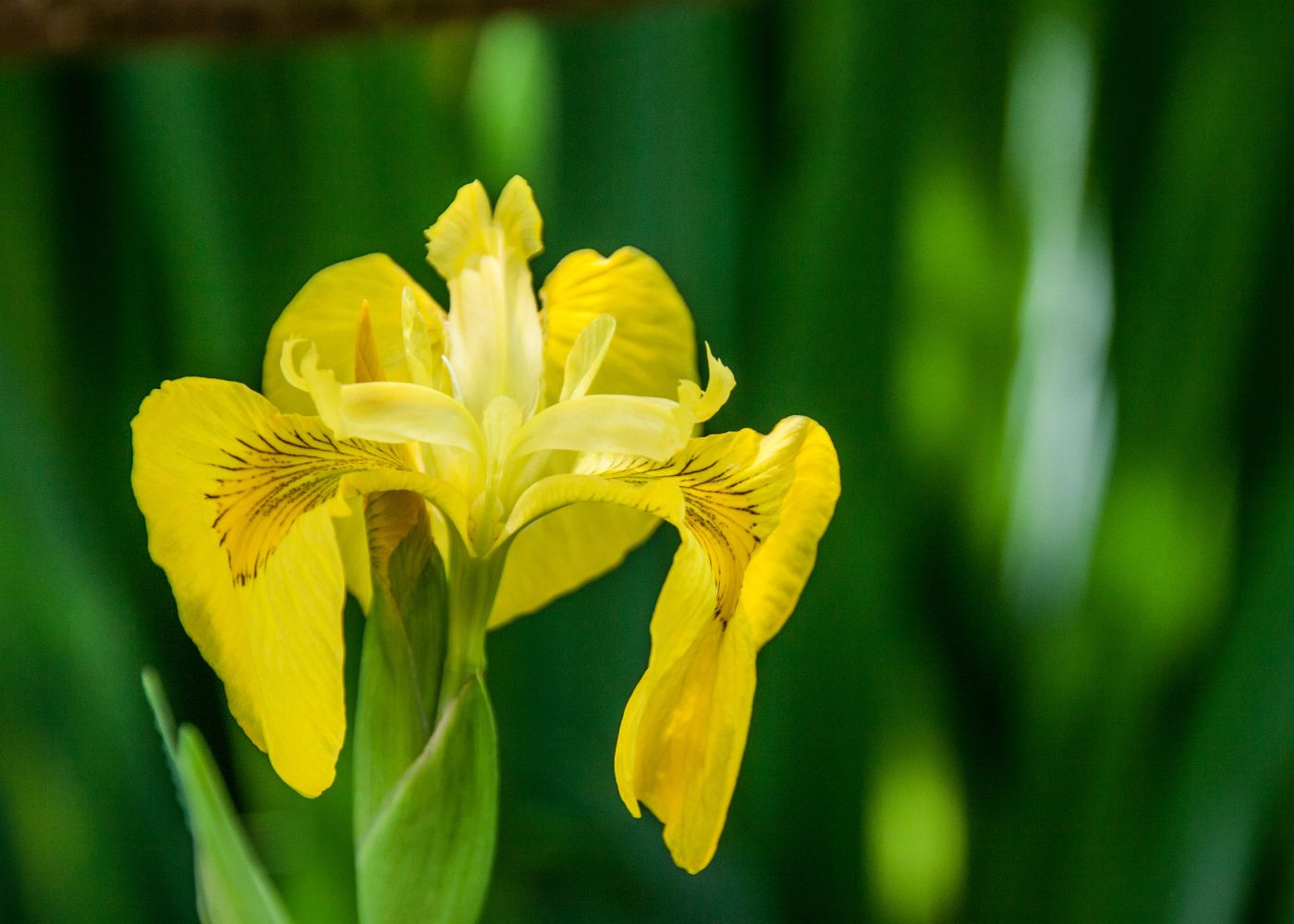 Iris Symbolism - What This Flower Means - SymbolScholar