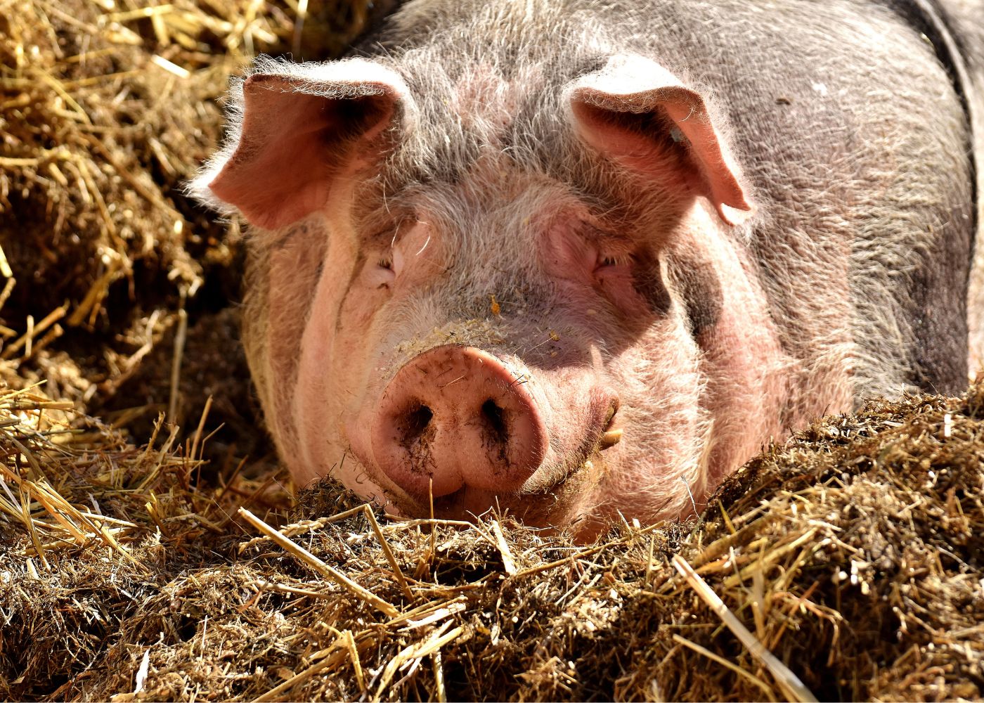 Discover The 7 Deadly Sins Symbols - SymbolScholar