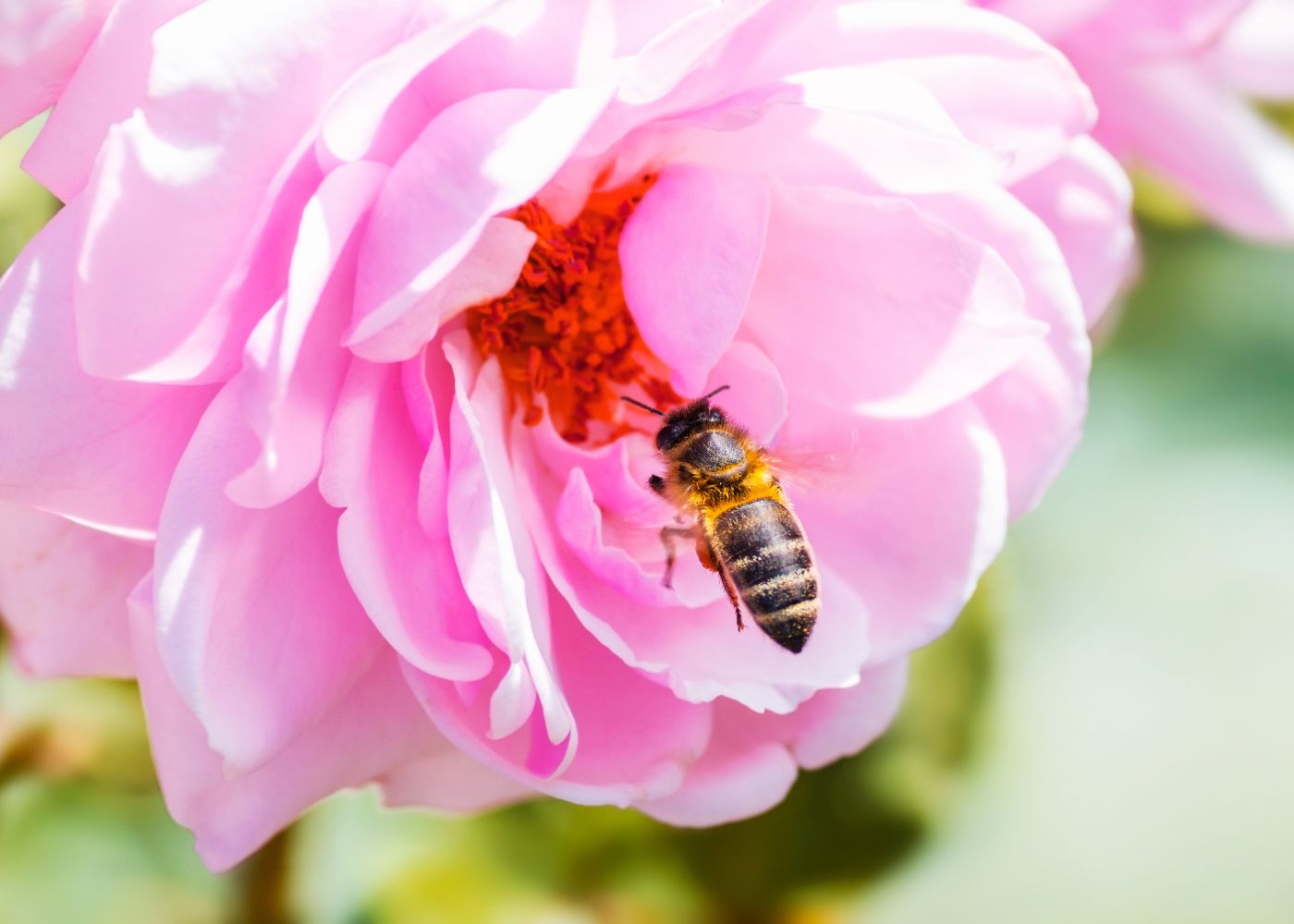 The Hidden Meaning Of Bee Symbolism - SymbolScholar