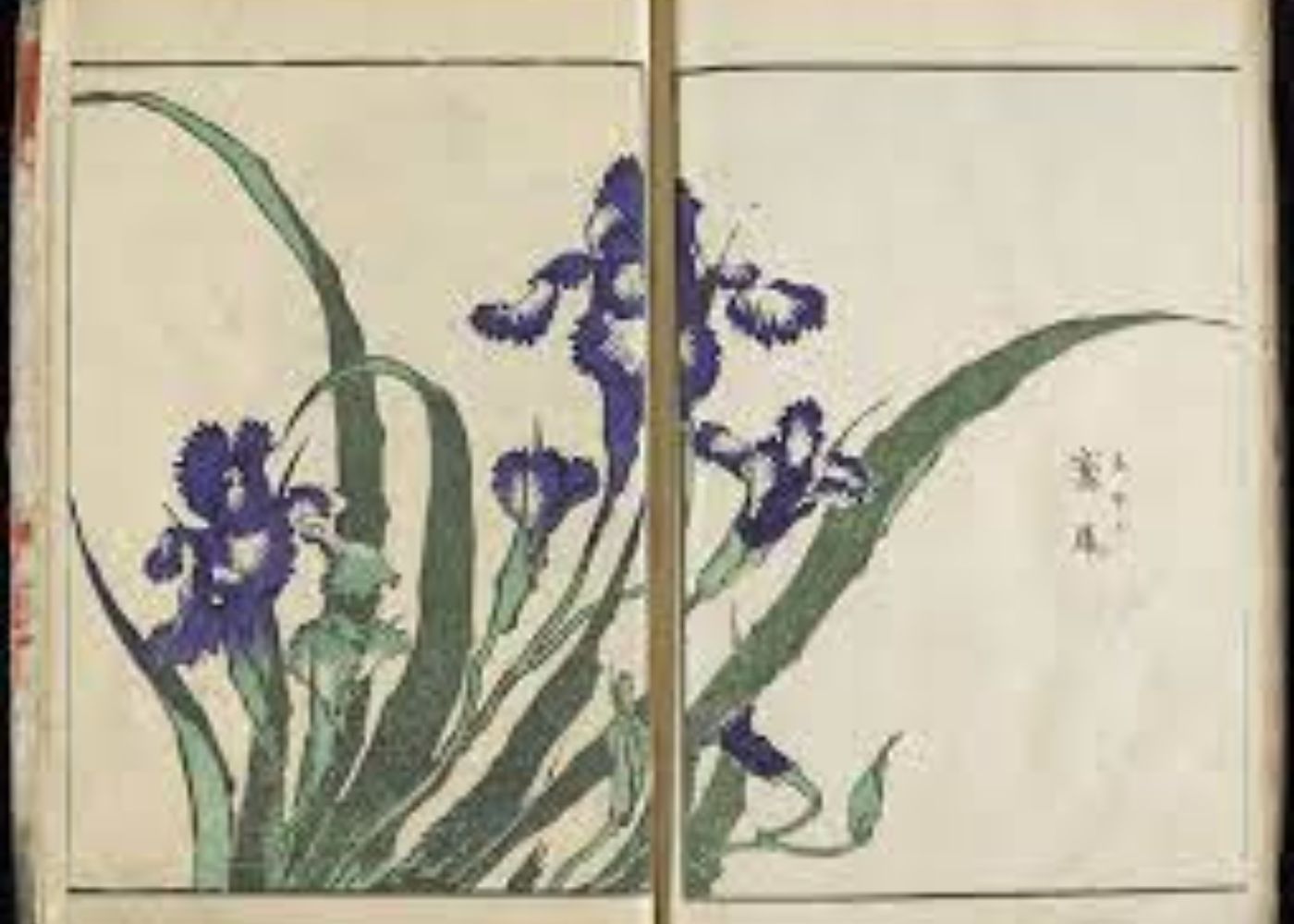 Iris Symbolism - What This Flower Means - SymbolScholar