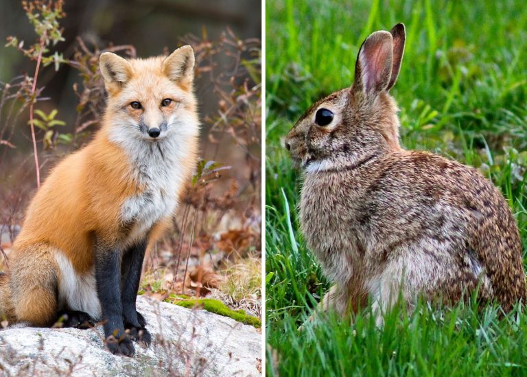 Discover The 7 Deadly Sins Symbols - SymbolScholar