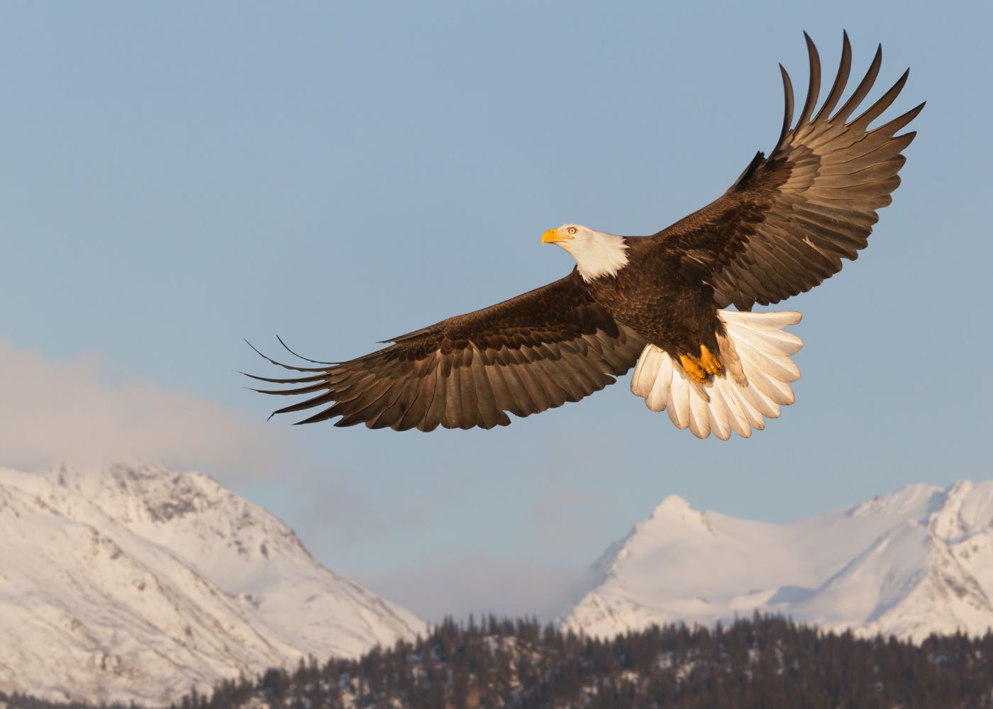 Forgotten Freedom Symbols - SymbolScholar