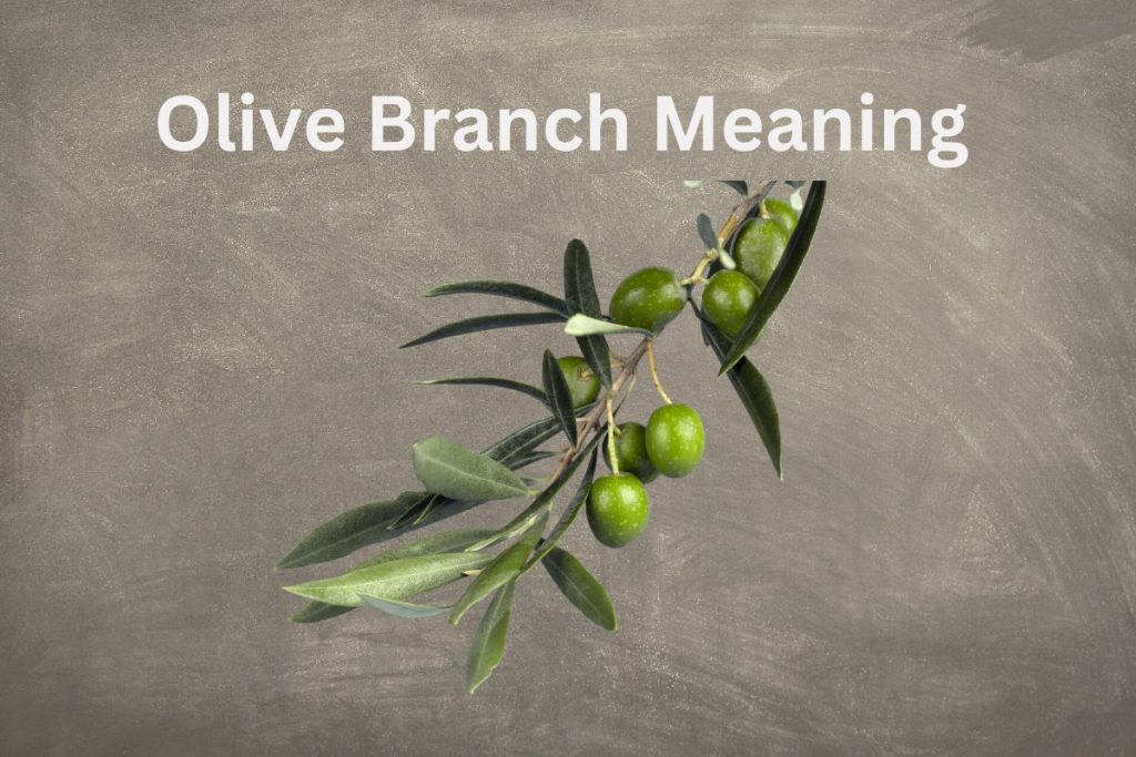 The Historic Olive Branch Meaning SymbolScholar The Historic Olive Branch Meaning SymbolScholar