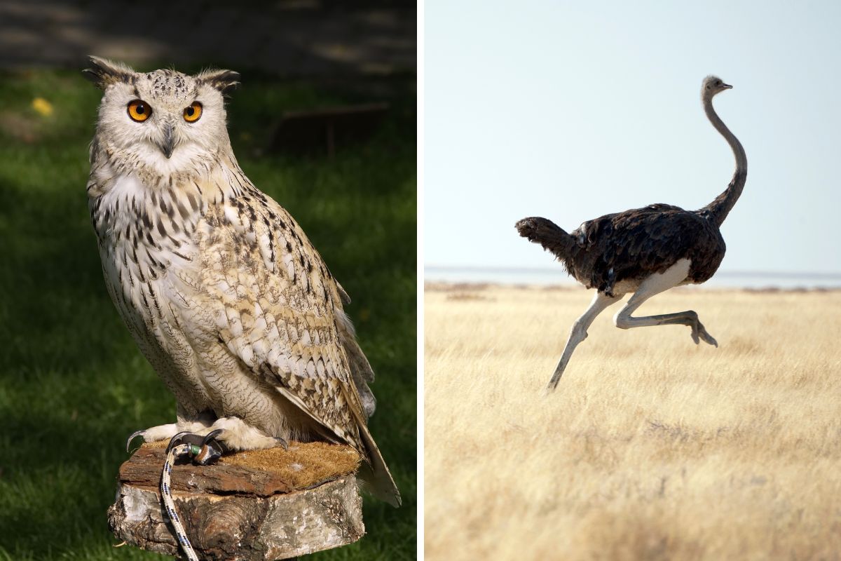 Iconic Truth Symbols - SymbolScholar