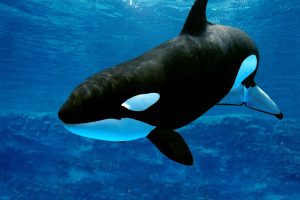 The Vast Meaning Behind Whale Symbolism - SymbolScholar