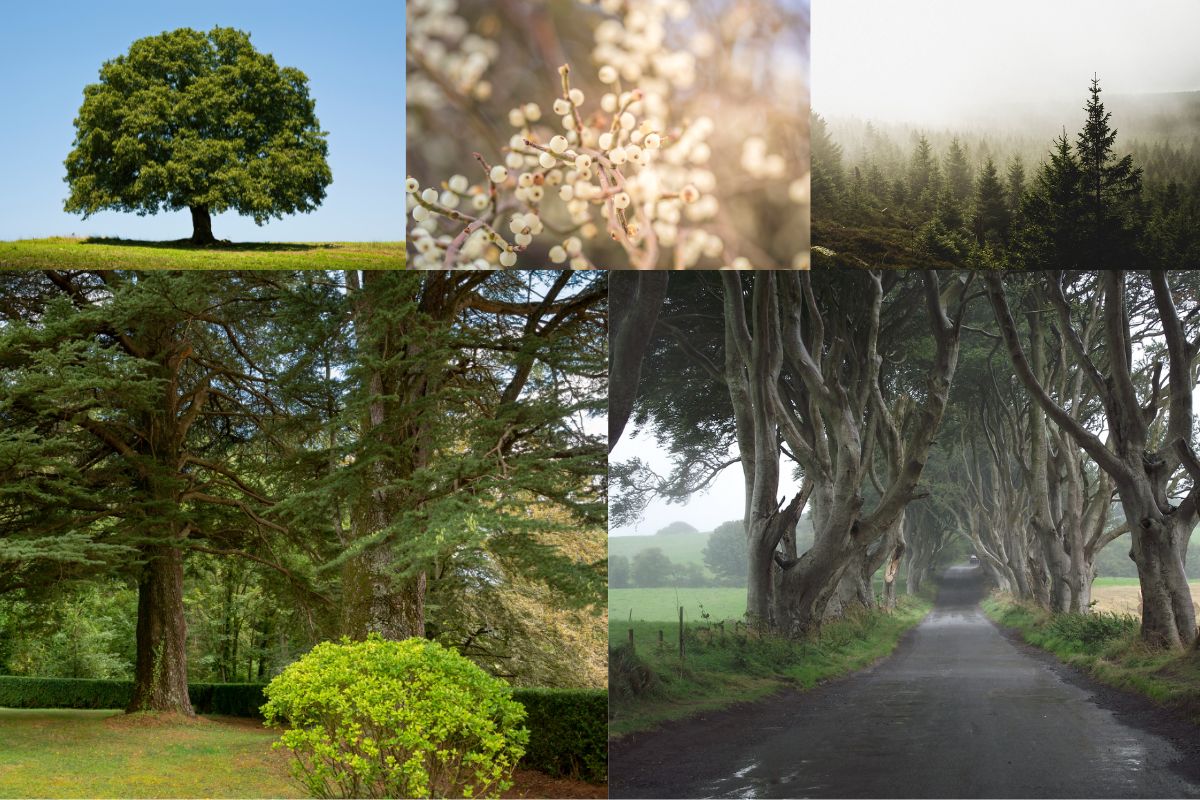 Popular Druid Symbols And Their Meanings - SymbolScholar