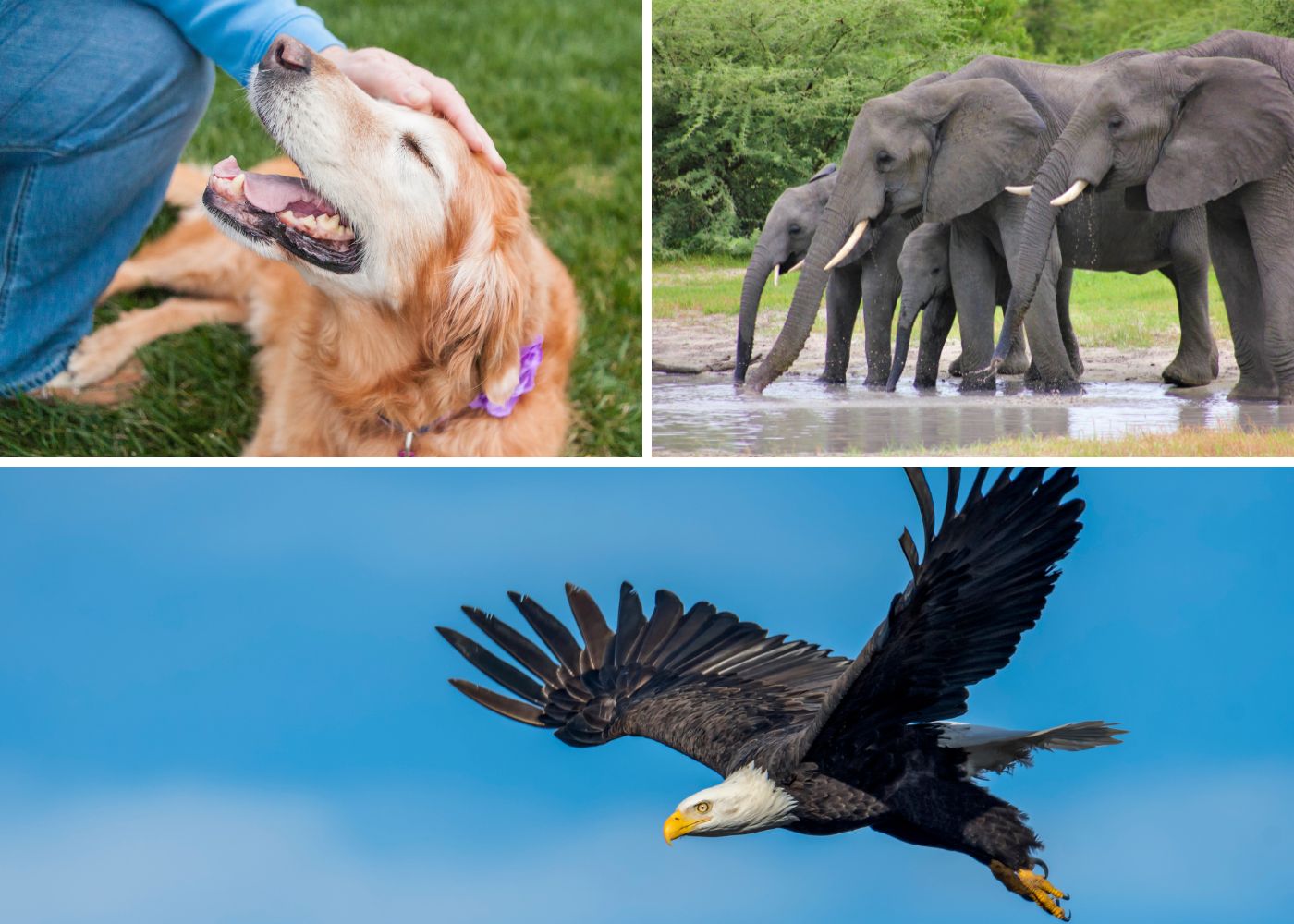 What's The Symbol For Loyalty - SymbolScholar