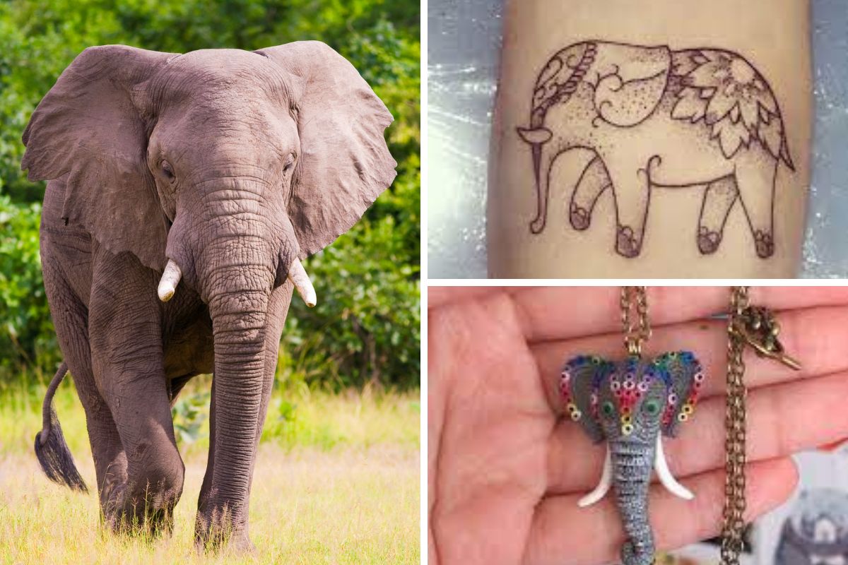 Elephant Spirit Animal Symbolism - SymbolScholar