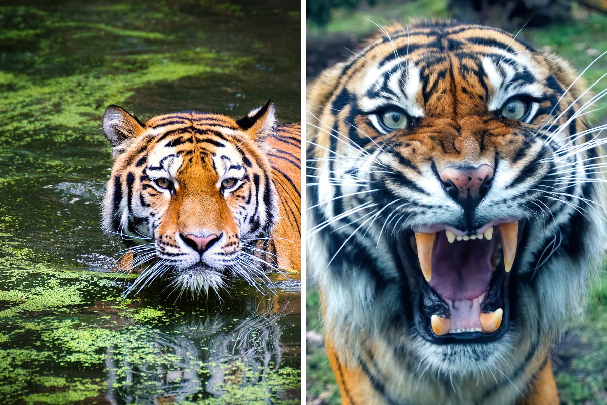 The Tiger Symbol's Mysterious Meaning - SymbolScholar