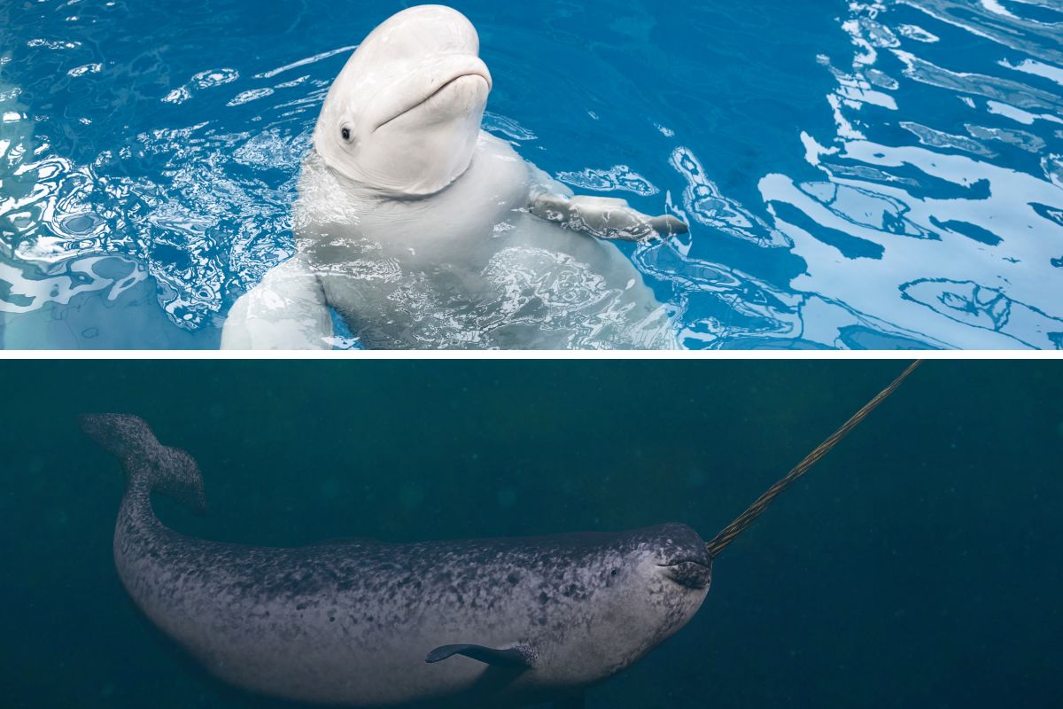 The Vast Meaning Behind Whale Symbolism - SymbolScholar