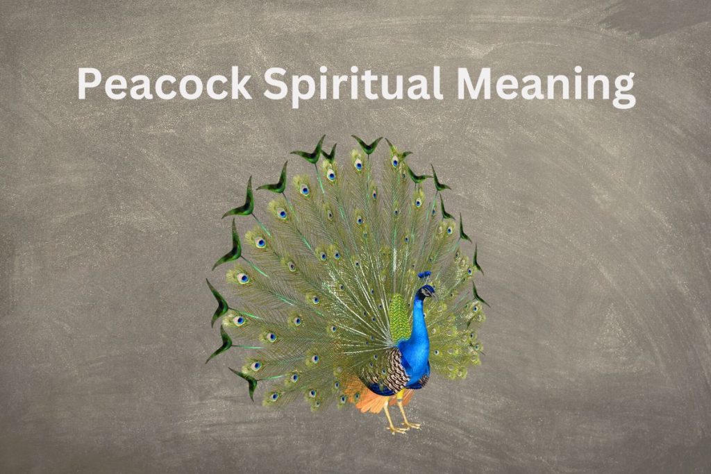 What Is The Peacock Spiritual Meaning? - SymbolScholar