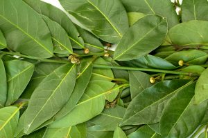 The Many Meanings Of The Leaf Symbol - SymbolScholar