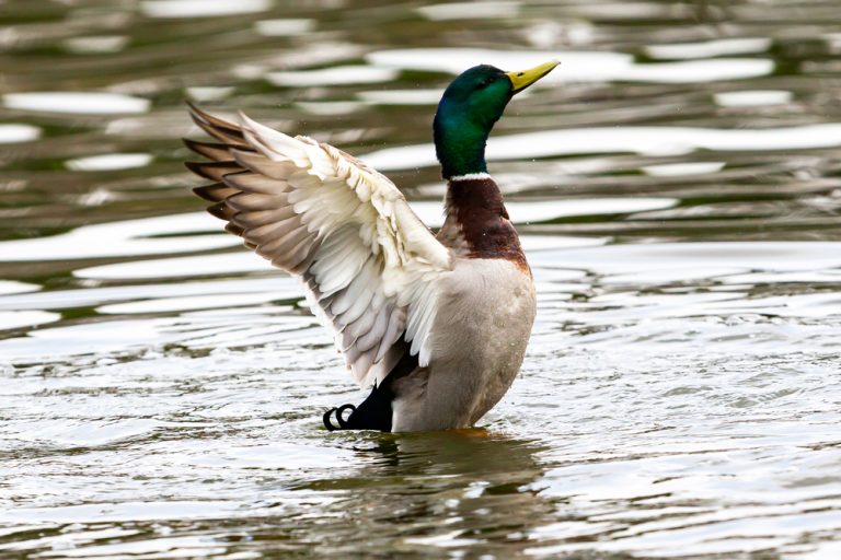 The Deep Spiritual Meaning Behind Duck Symbolism - SymbolScholar