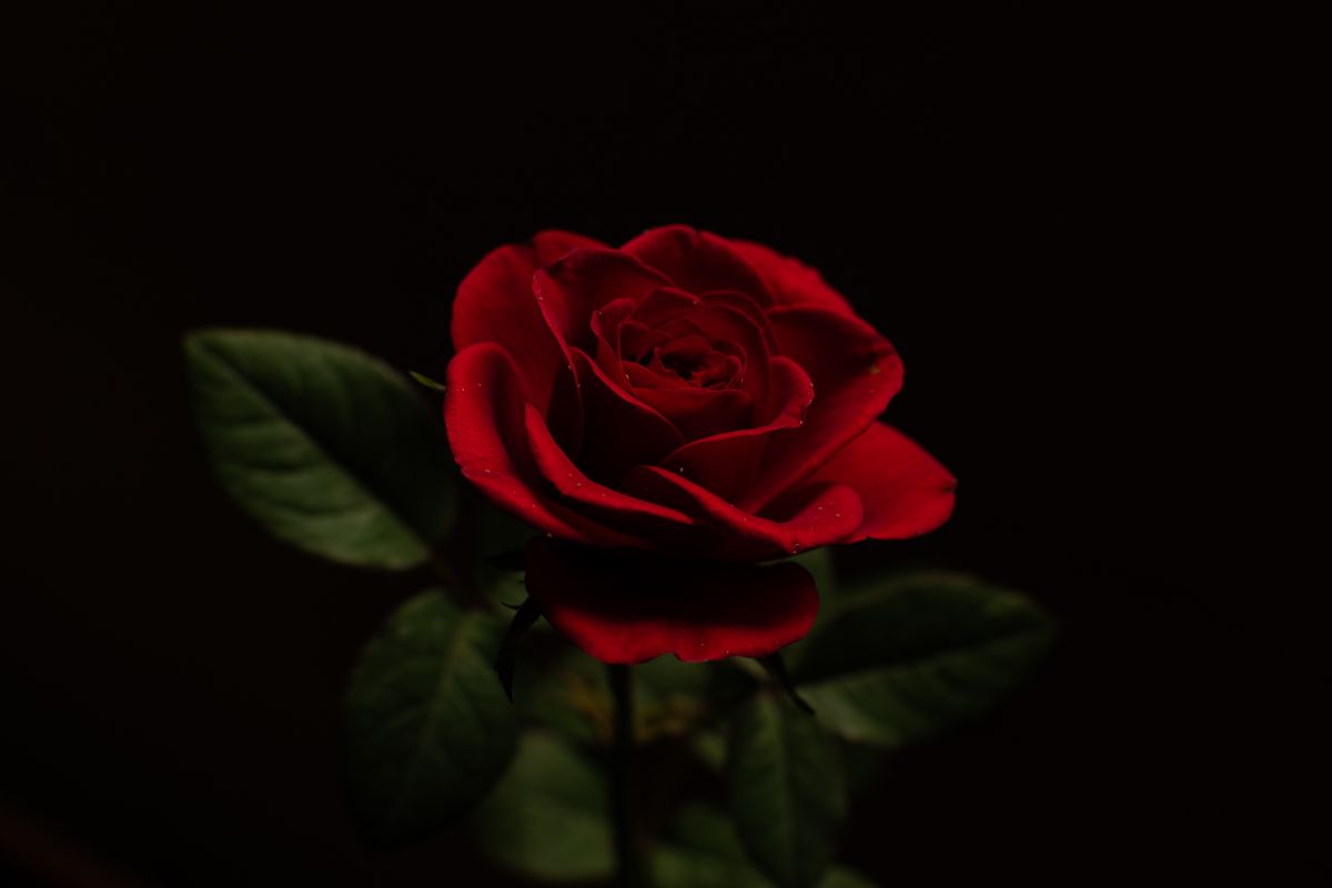 What Is The Eternal Love Symbol? - SymbolScholar