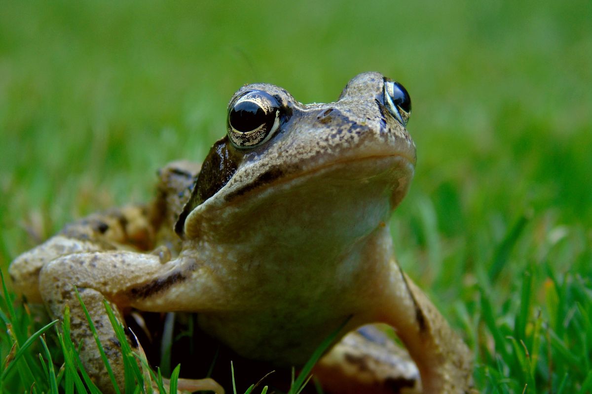 Frog Spirit Animal Meaning - SymbolScholar
